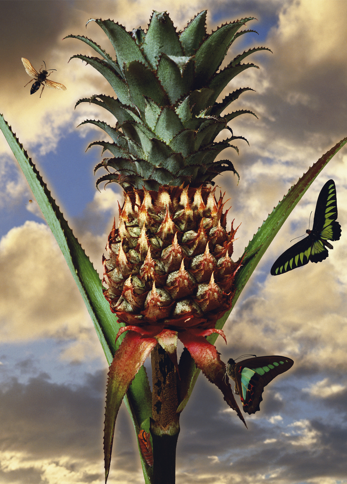 © Robyn Stacey ‘Fruit and Sky 1’ from ‘The Collector’s Nature’ 2003 ...